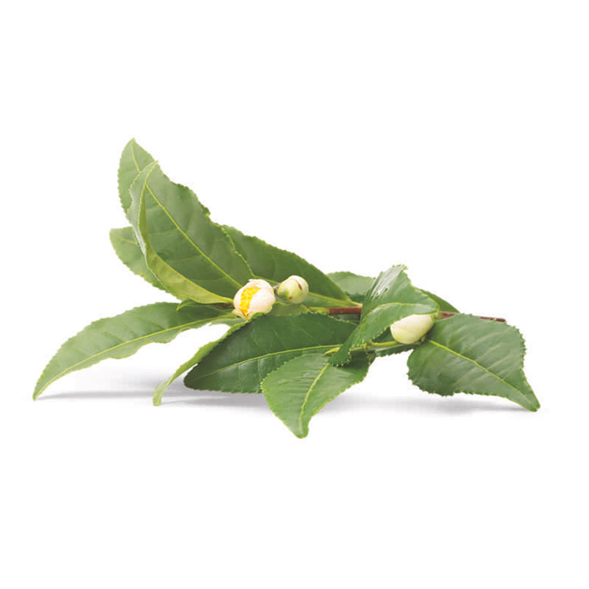 Slimmetry Advanced | Nutrilite